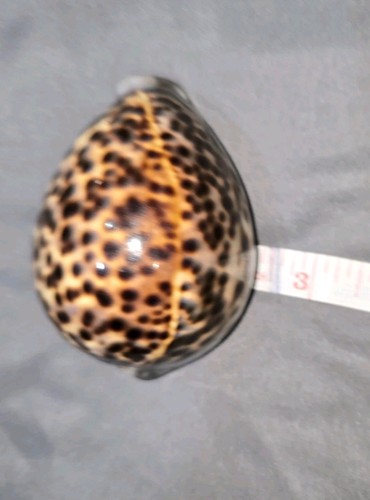 Large Tiger Cowrie Cypraea Tigris Leopard Pattern Seashell 3 1/2" Shell ...