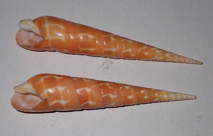 91 , 95 mm 2 Pcs Terebra Dimidiata Auger Seashell AZ1 From Bohol Island ...