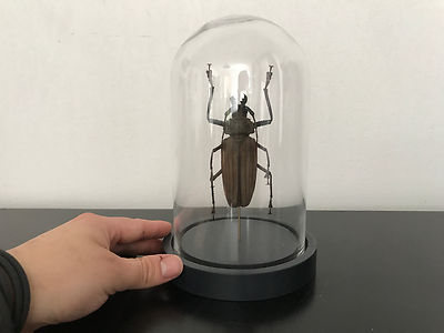 Entomology / Curiosity/Globe Glass Huge Cerambicydae Xixuthrus ...