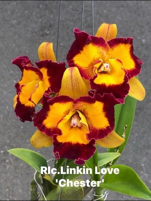 Rlc Linkin Love ‘Chester’ Maroon Yellow Fragrant Mericlone Orchid 4 ...