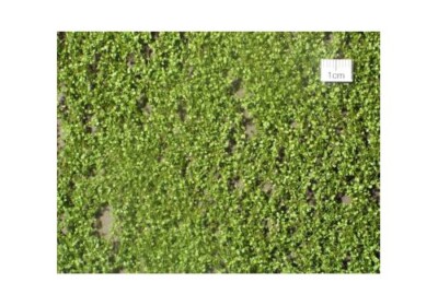 MININATUR Feuillage de peuplier printemps HO 1/87 | eBay