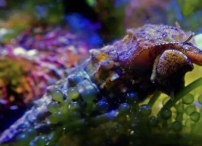 10 Pack XL Stocky Cerith Snail Saltwater Algae Zebra Cleaner Astrea ...