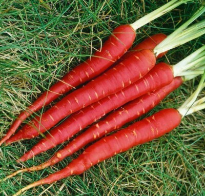 Vegetable - CARROT - RED SAMURAI F1 - 120 Premium Quality Seeds - 1st ...