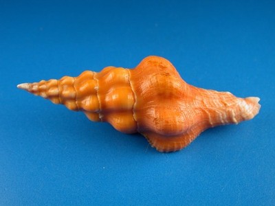 Latirus nodatus, Excellent Sculpture and Color, 74.1mm, Hawaii Shell | eBay
