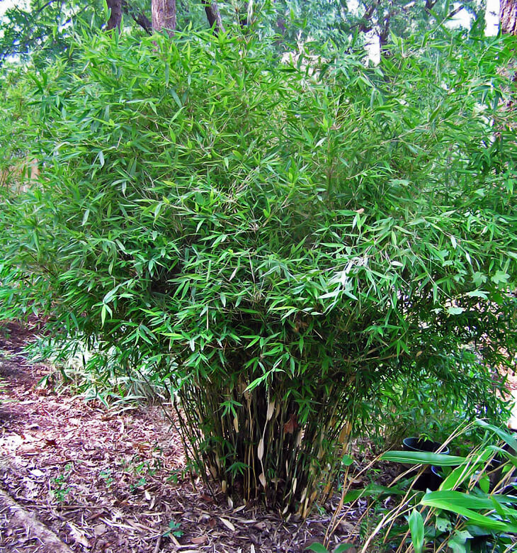 Hardy Clumping Bamboo - Evergreen Screening - 1 gallon live plant ...