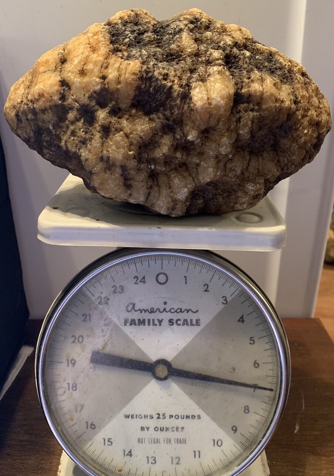 Fossilized Indiana Geode Quartz Crystal Whole 7 Lb Agate crinoid calyx ...