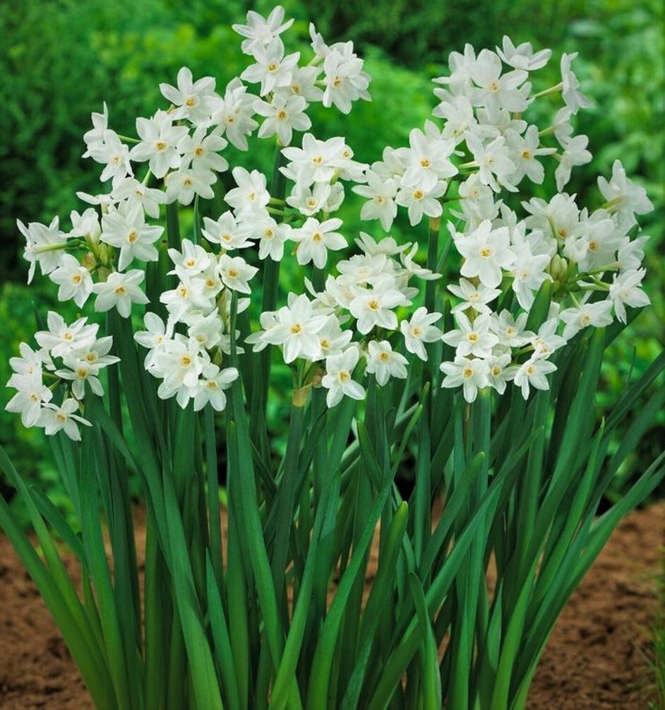 (3) "PAPERWHITES, WHITE FLOWERING BULBS", Please Check Our Store | eBay