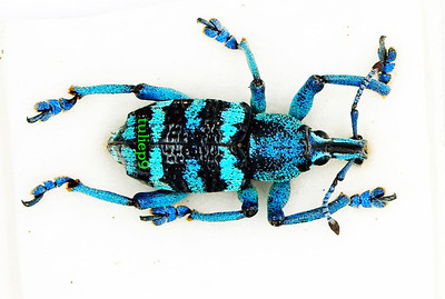 Curculionidae - WEEVIL - Eupholus sp - Kei Island, Indonesia (EL1S) | eBay