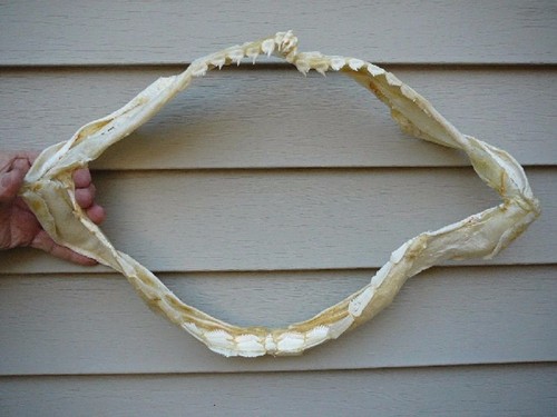 (sj390-35) 19" BLUNTNOSE SIX GILL COW SHARK jaw I love sharks jaws ...