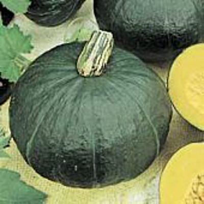 Sweet Mama Squash Seeds (20+ Seeds) | Non GMO | Vegetable Fruit Herb ...