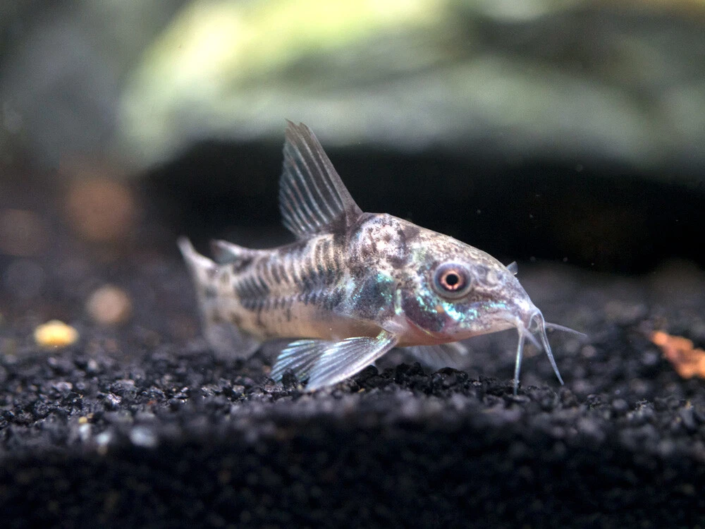 Cory Fish