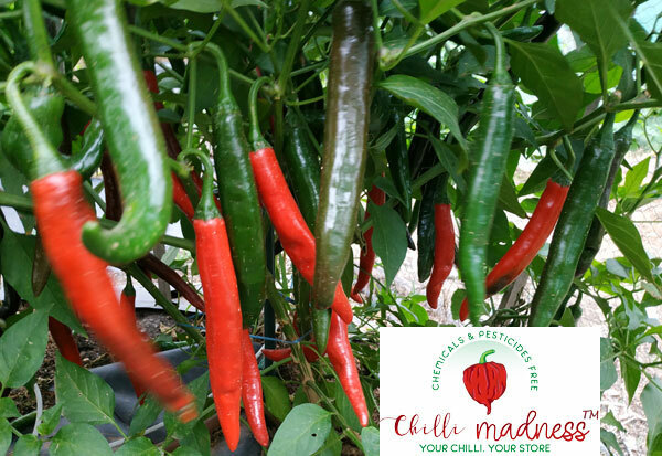 Chilli Cayenne Jumbo Hot & Spicy Pepper Sustainably Grown in Australia ...