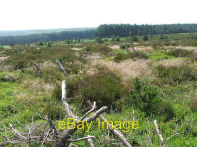 Photo 6x4 Forestry Clearance in Wheeldale Plantation Wheeldale Gill ...
