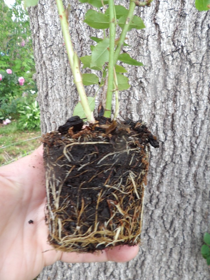 Marianne Own Root Paul Barden Rose Plant , see state ship restrict | eBay