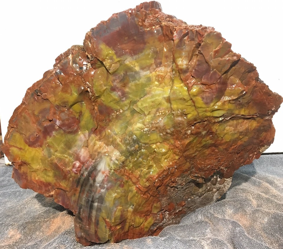 Petrified Wood Arizona Rainbow Rare Natural Fossil Rough Raw Solid Slab ...
