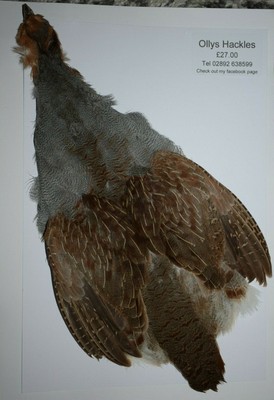 Fly Tying Materials - Partridge Feathers