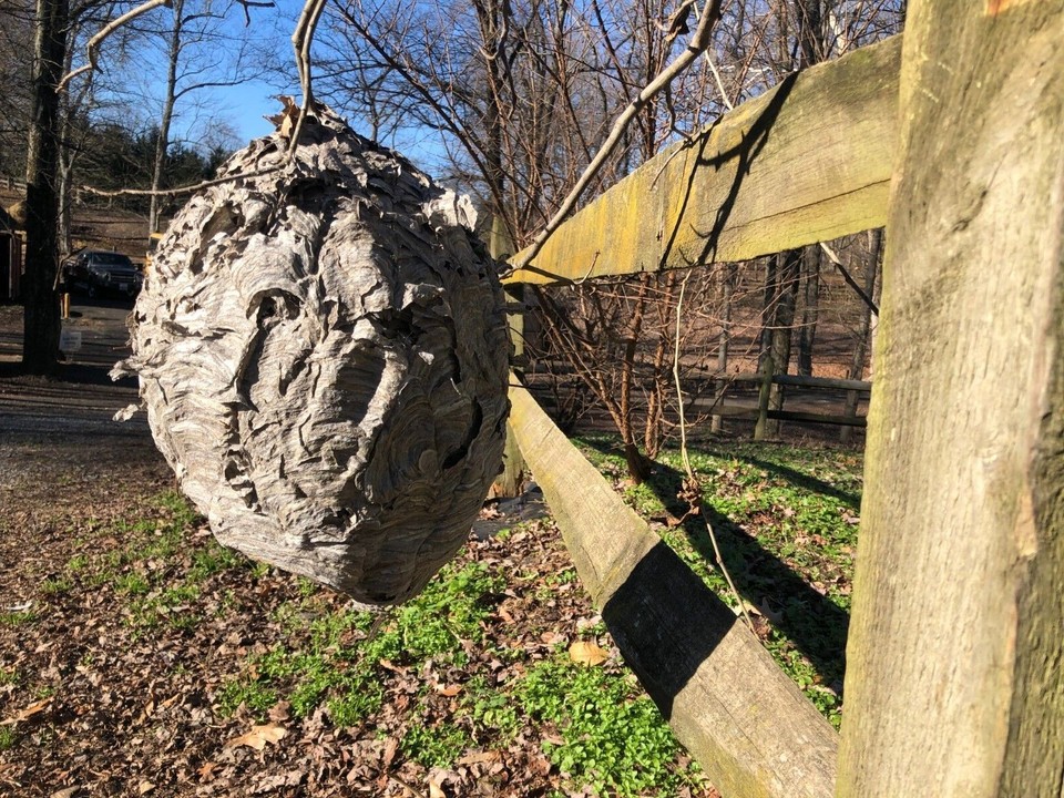 Huge natural very pretty gray Paper Wasp nest. 13x18 inches. On ...