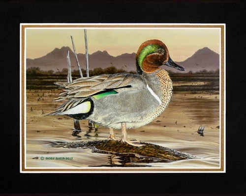 Matted "Green-Winged Teal" Duck Print 11"x14" Mat by Realism Artist ...