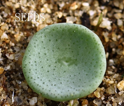 SEEDS - Conophytum crateriforme 15 seeds | eBay
