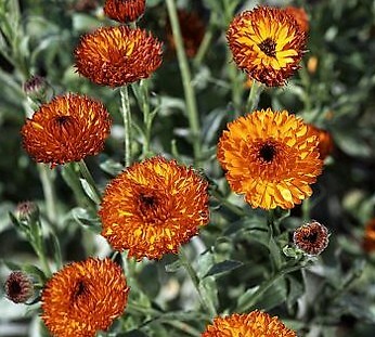 Calendula Neon 1,000 seeds | eBay