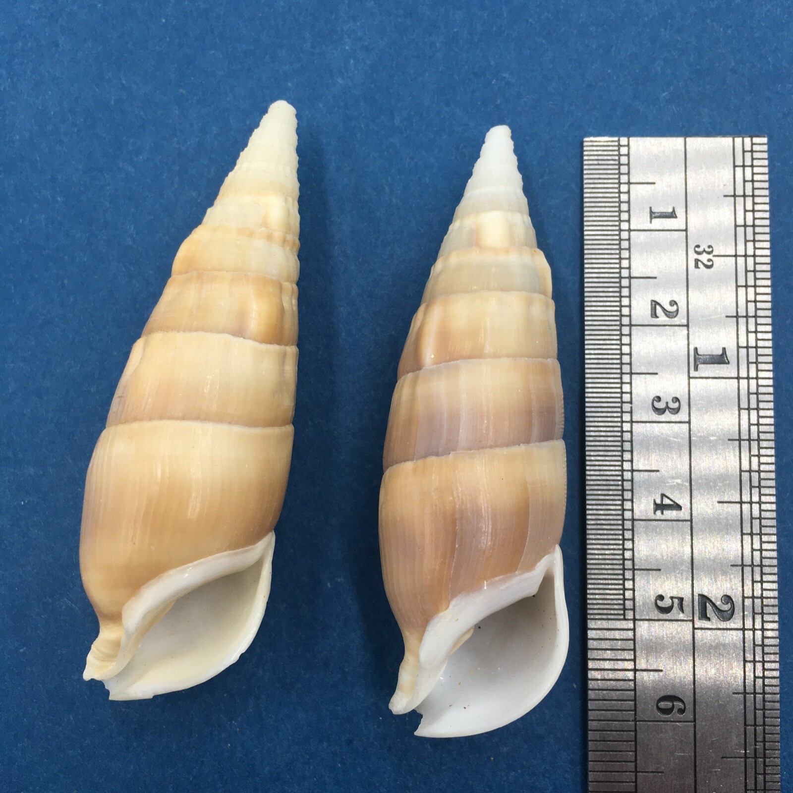 #1 Rhinoclavis vertagus Set x2 58-60mm Night Dive Bougainville Papua ...