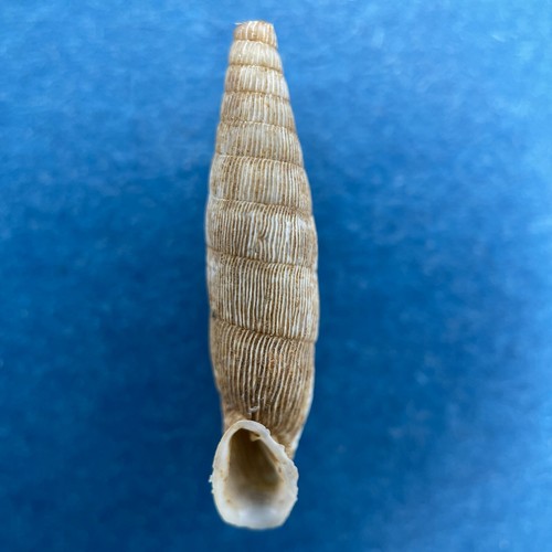 #1 Albinaria spratti 22.3mm Near Zoniana Nach Anoyia, Crete ...