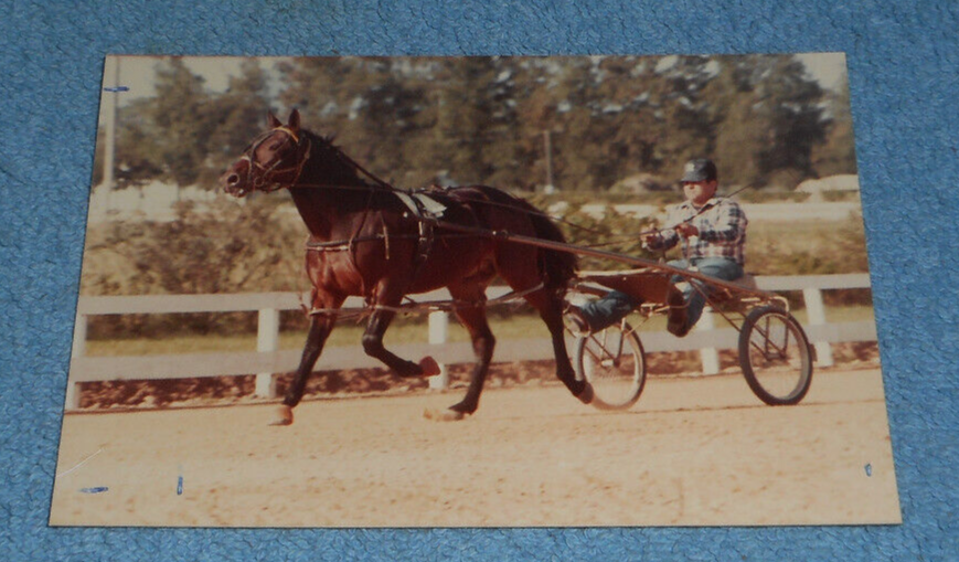 1983 Harness Racing Press Photo Horse "City Freight" Ben White Raceway ...