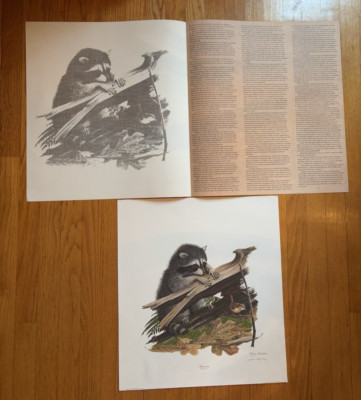 1976 Ray Harm Limited Edition Signed Print Raccoon FIRST DAY ISSUED ...