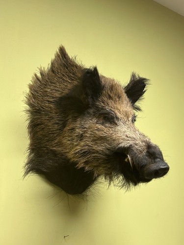 Wild Boar Shoulder Mount, Wild boar head, Wild boar, Taxidermy, Trophy ...