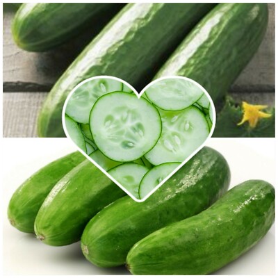 Mini Cucumber seeds! Great for allotments/greenhouses/gardens. Very ...
