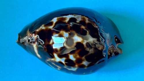 The Most Valuable Seashells (Rarest Sold For $8,000+) - VIP Art Fair