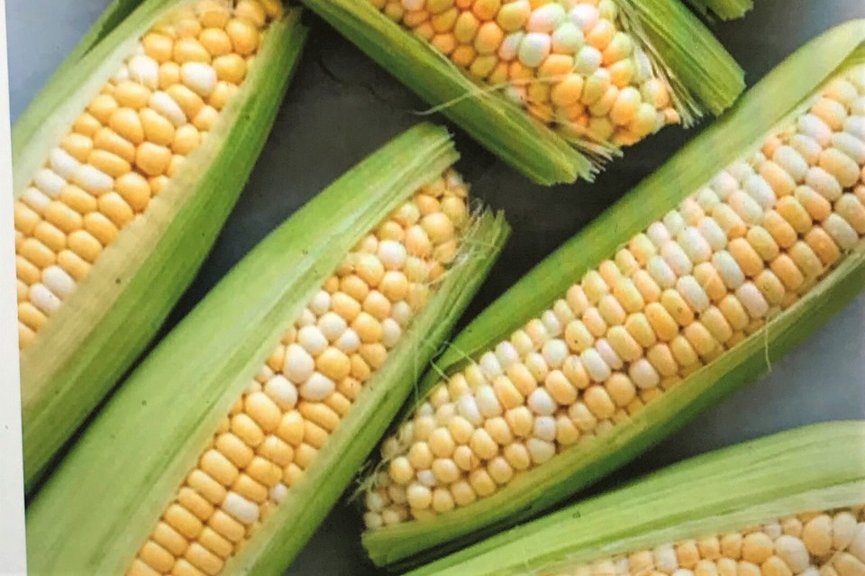 G90 Delicious Hybrid Sweet Corn Seed Bicolor Treated 700+ Seeds, 8oz ...