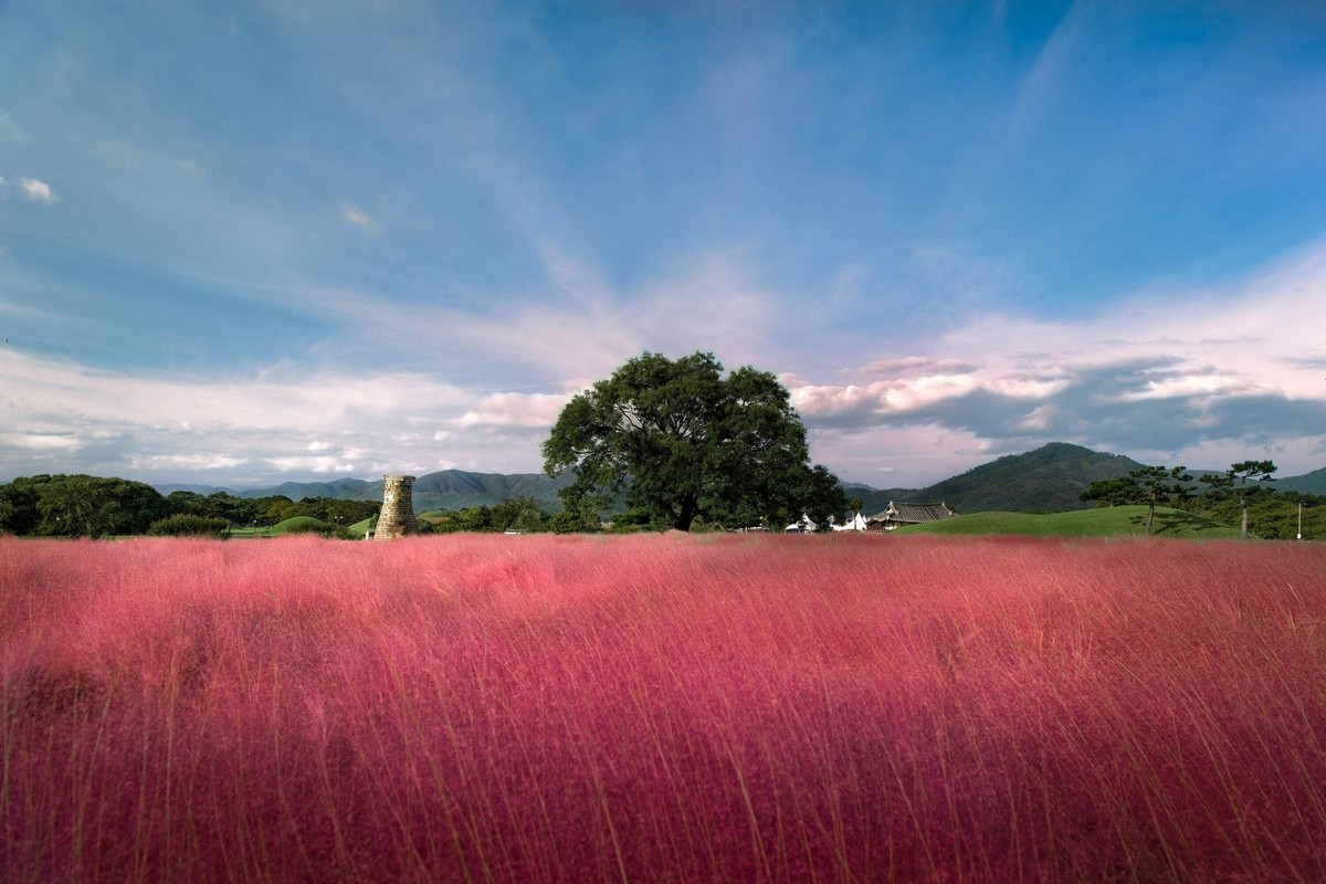 Muhlenbergia Cotton Candy Grass Plants_details Adcock's Nursery