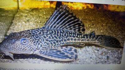 Live Common Pleco Plecostomus Large 18 inch Fresh water Aquarium Fish ...