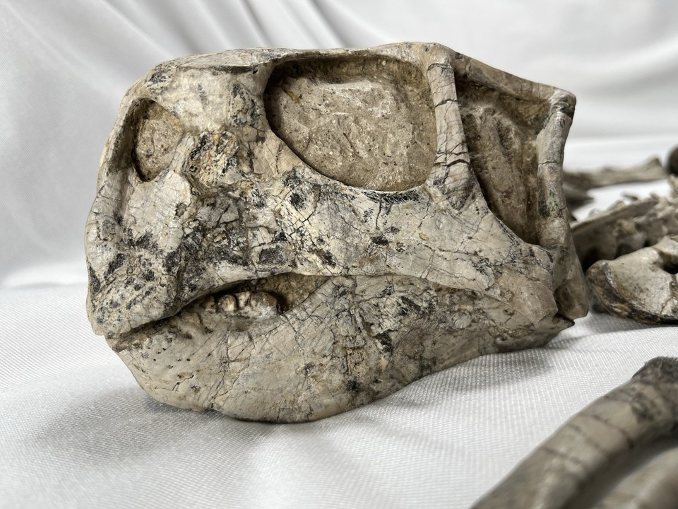 Psittacosaurus Dinosaur Skeleton 33" Adult Fossil Display Specimen | eBay