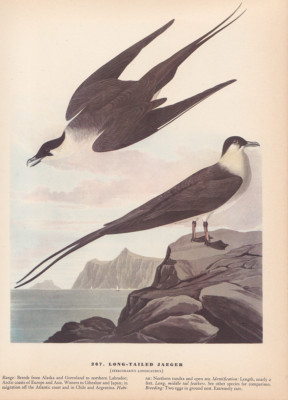 Audubon 1942 Vintage Birds #267 "Long Tailed Jaeger" Full Color Art ...
