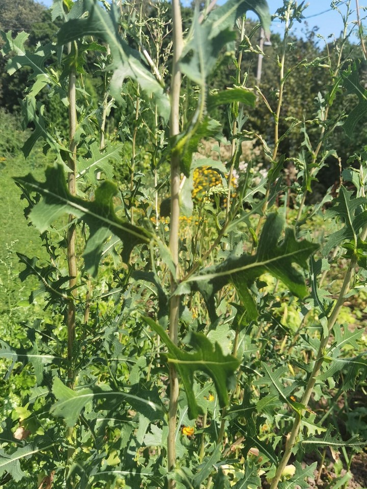 Lactuca serriola seeds, opium lettuce, wild lettuce, lactucarium | eBay