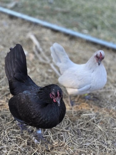 6 - Old English Game Bantam Hatching Eggs- Barnyard Mix | eBay