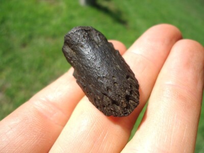 MUSEUM QUALITY CAPYBARA CLAW CORE FLORIDA FOSSILS ICE AGE EXTINCT ...