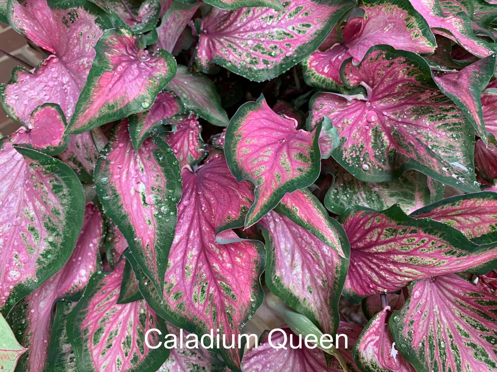 Caladium 'Va Va Violet' Size #2 (2 Bulbs) (You get 2 bulbs) | eBay