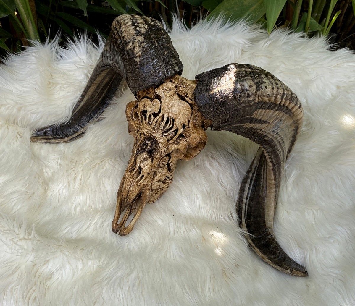 Mountain Goat Skull