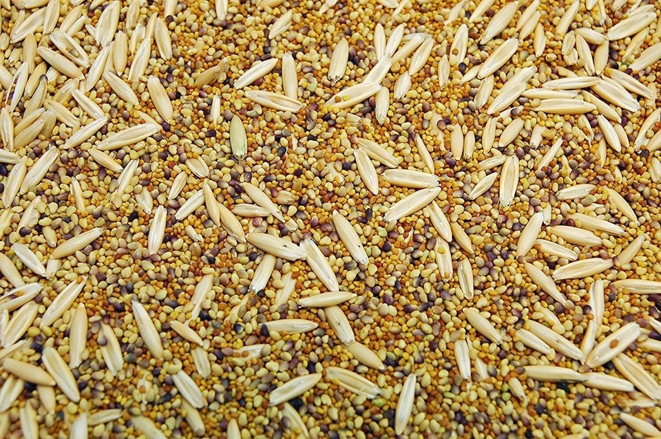 Wildlife Food Plot Blend & Forage Seed Mix by Eretz - CHOOSE SIZE ...