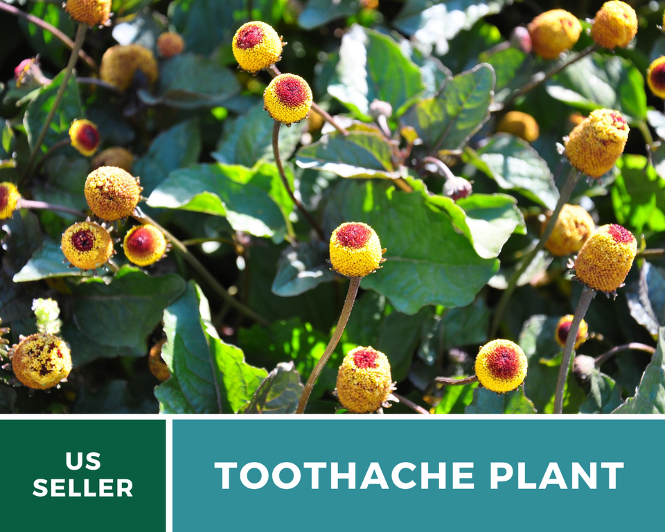 Toothache Plant Seeds, Heirloom Medicinal Herb, USA Grown | eBay