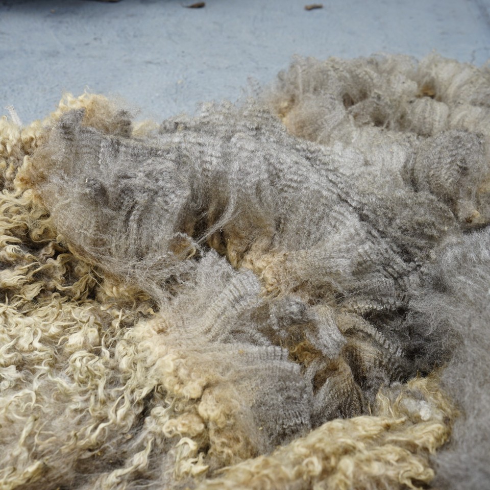 Corriedale Cross fleece Natural Grey 200g 100% Australian wool soft and ...