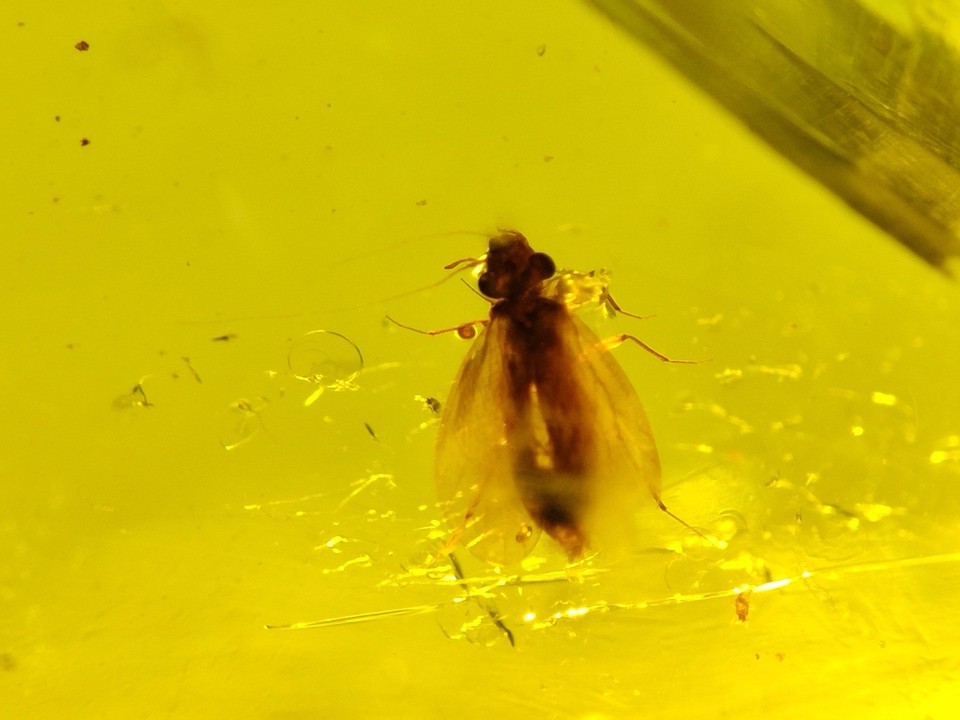 Fossil amber Insect Burmese burmite Cretaceous insects Myanmar | eBay