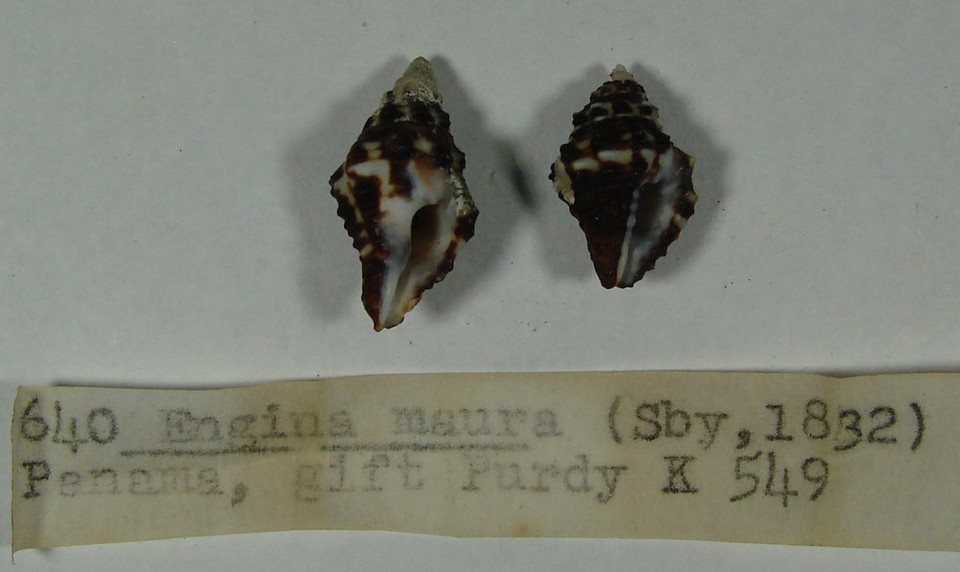 ENGINA MAURA 14.00mm BEAUTIFUL SPECIMENS Pacific Panama | eBay