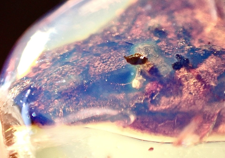 RARE! PRESERVED LIZARD HEAD & UPPER BODY Burmite Amber Fossil 99MYO ...