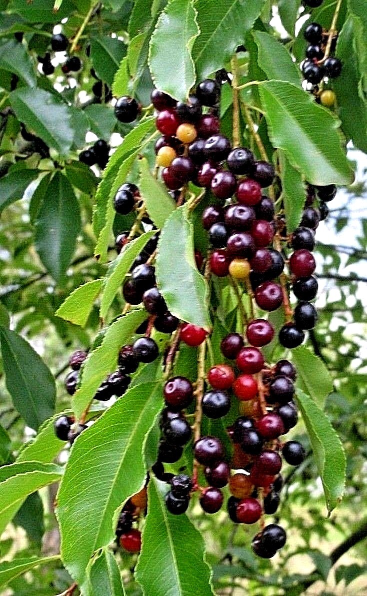 Black Cherry Tree Fruit