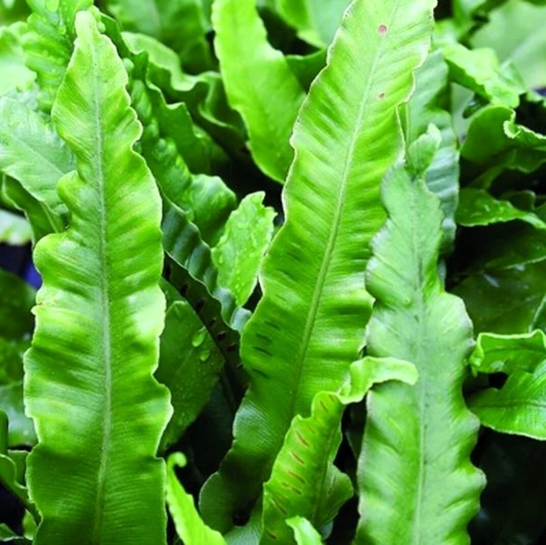 Walking Fern Bare Root Live Plant - Outdoor Garden Plant Asplenium ...