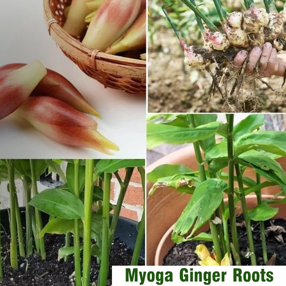 3 Myoga Ginger Roots - BOGO 60% off Sale Ready To Grow Fresh Ginger | eBay